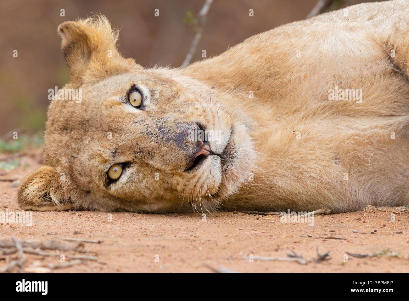 Cape lion (Panthera leo melanochaita, Panthera melanochaita), close-up of a lioness at rest ...