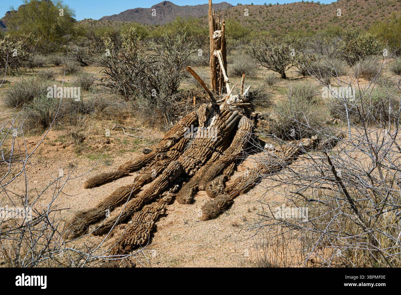 saguaro cactus (Carnegiea gigantea, Cereus giganteus), about one ...