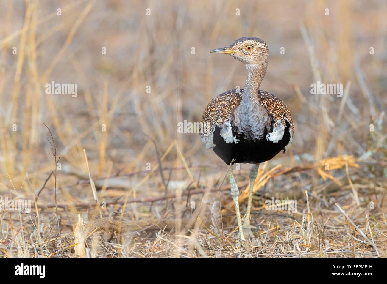 Crested bustard, Red-crested korhaan, Buff-crested Bustard, Buff ...