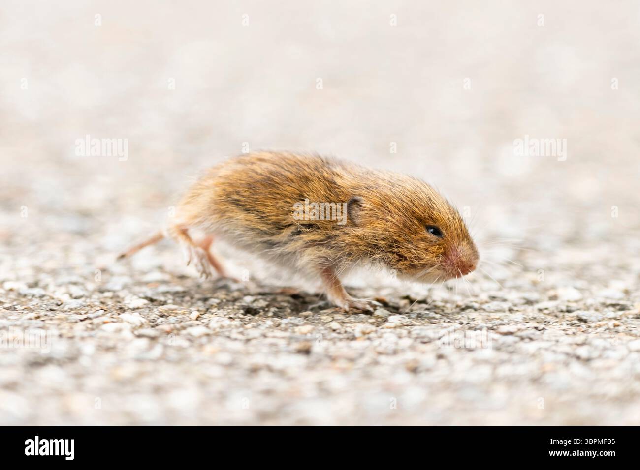 wood mouse, long-tailed field mouse (Apodemus sylvaticus), young wood ...