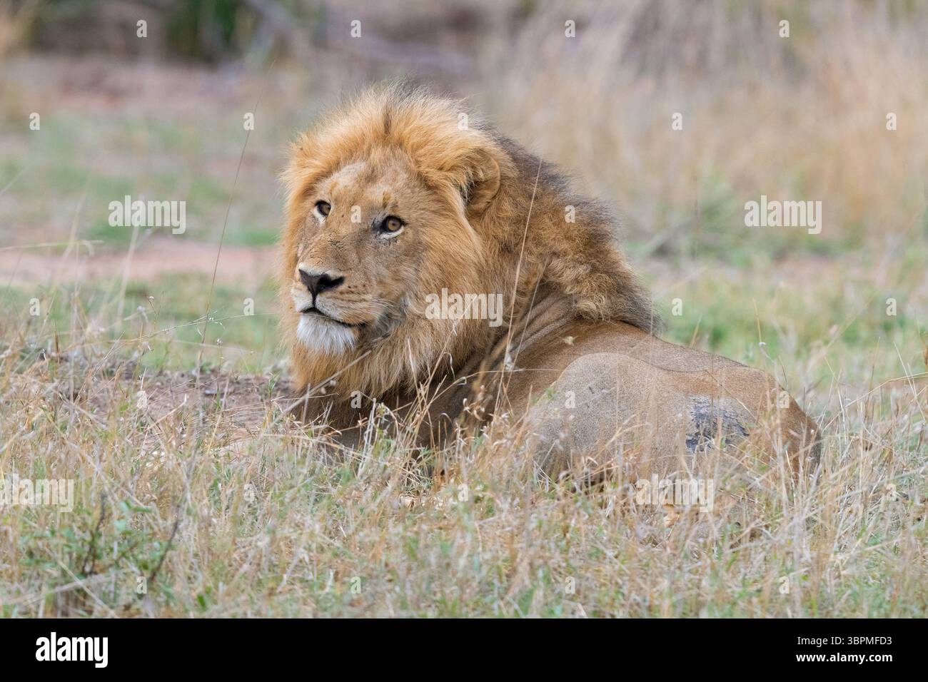 Cape lion (Panthera leo melanochaita, Panthera melanochaita), adult male resting, South Africa ...