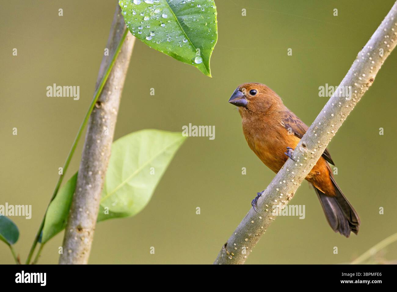 Thick billed seedfinches hi-res stock photography and images - Alamy