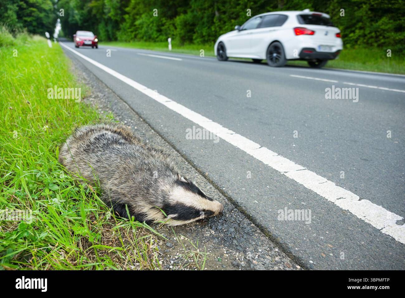 Old World badger, Eurasian badger (Meles meles), lying dead on the ...