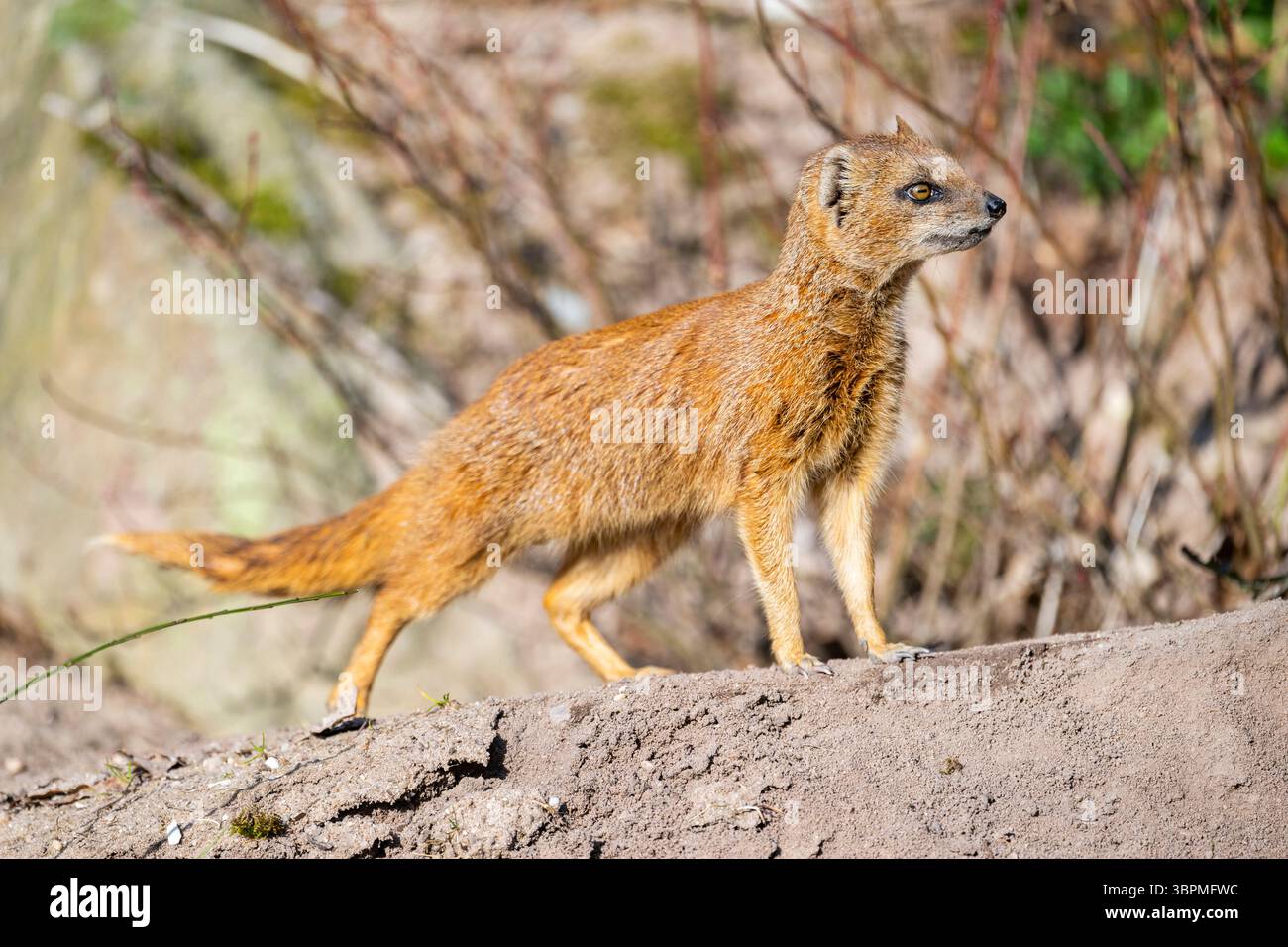 yellow mongoose (Cynictis penicillata), standing on earthy ground, side ...