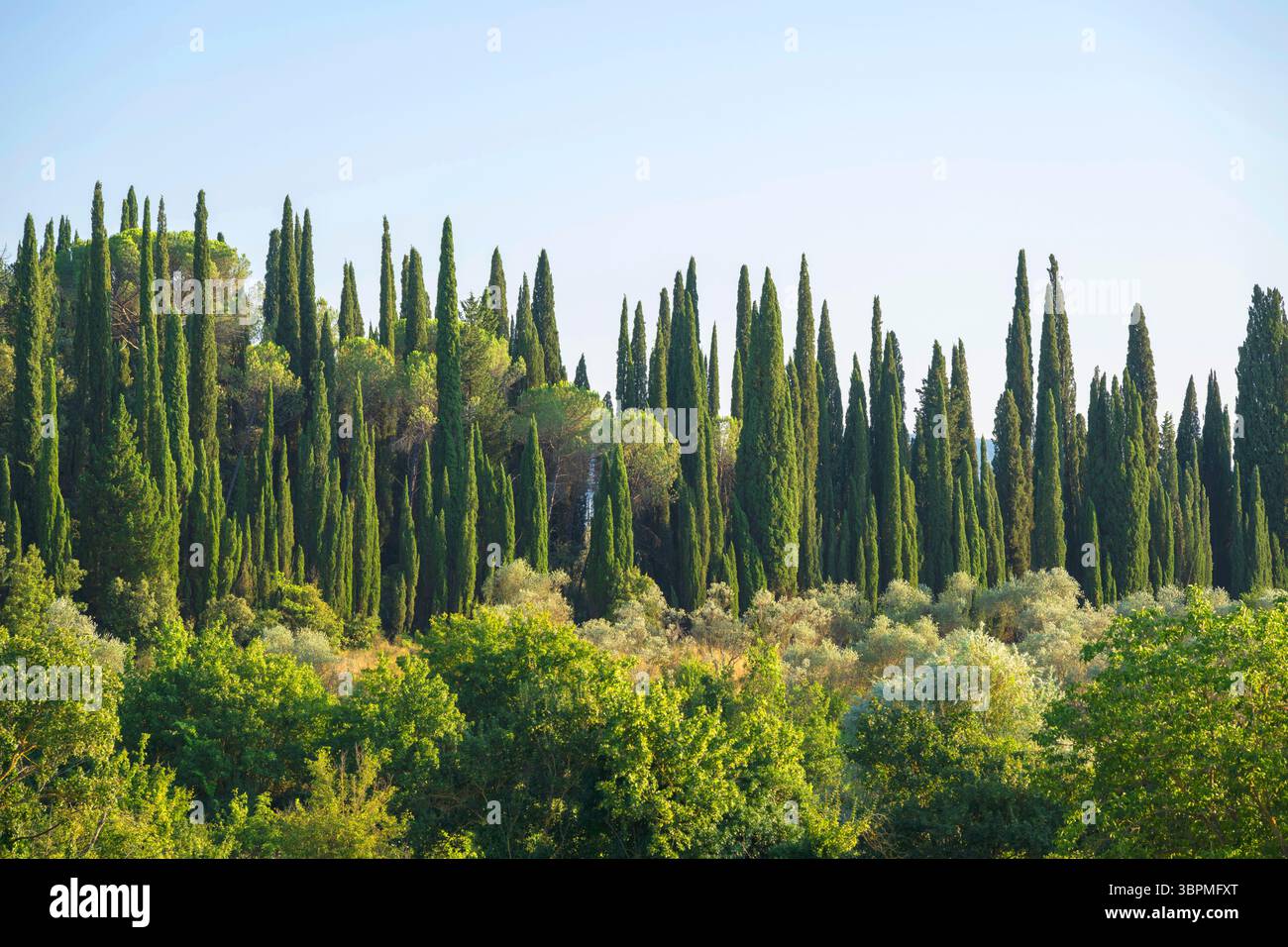 Mediterranean cypress, Italian cypress, Tuscan Cypress, Persian cypress ...