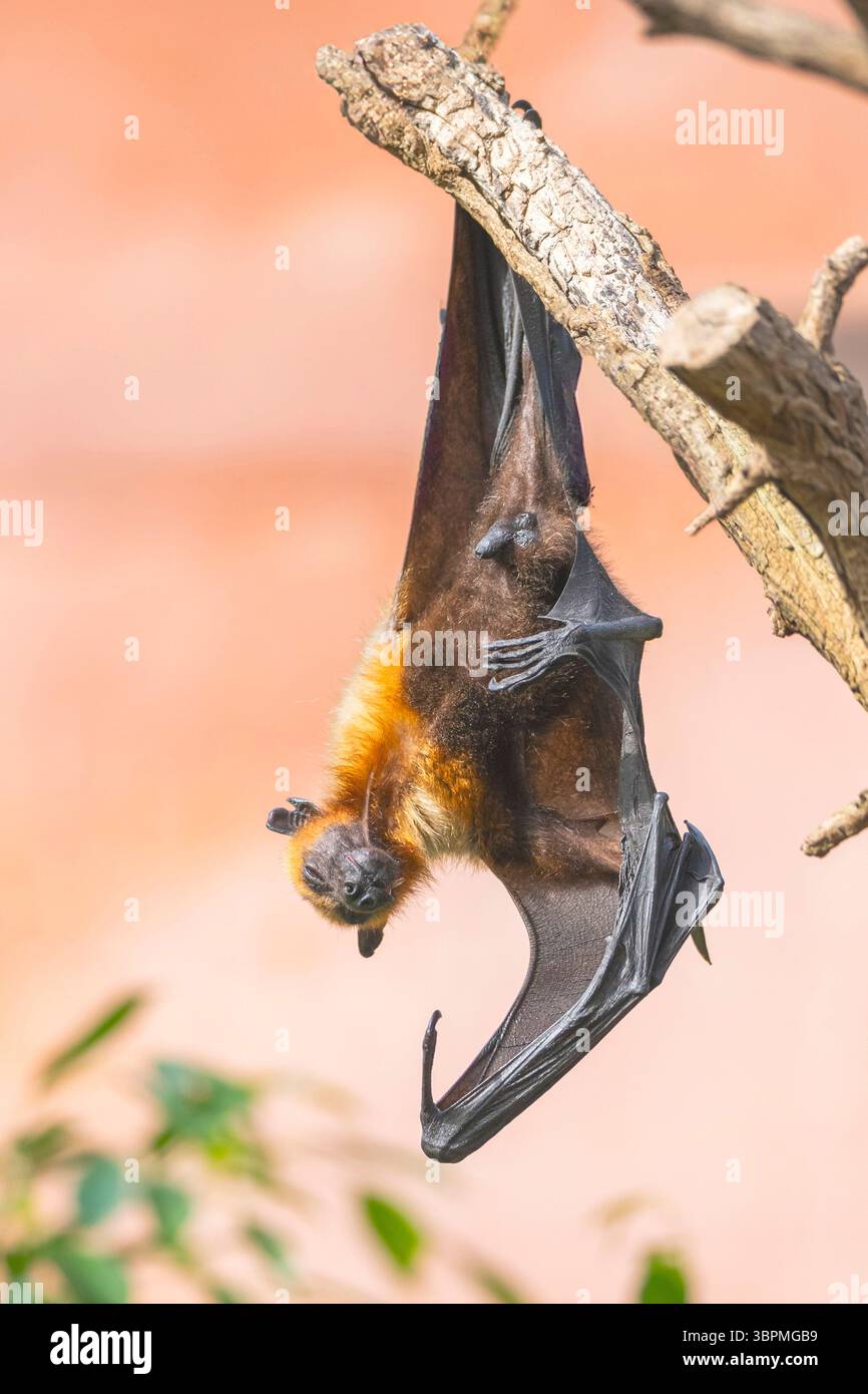 Male flying fox hangs hi-res stock photography and images - Alamy