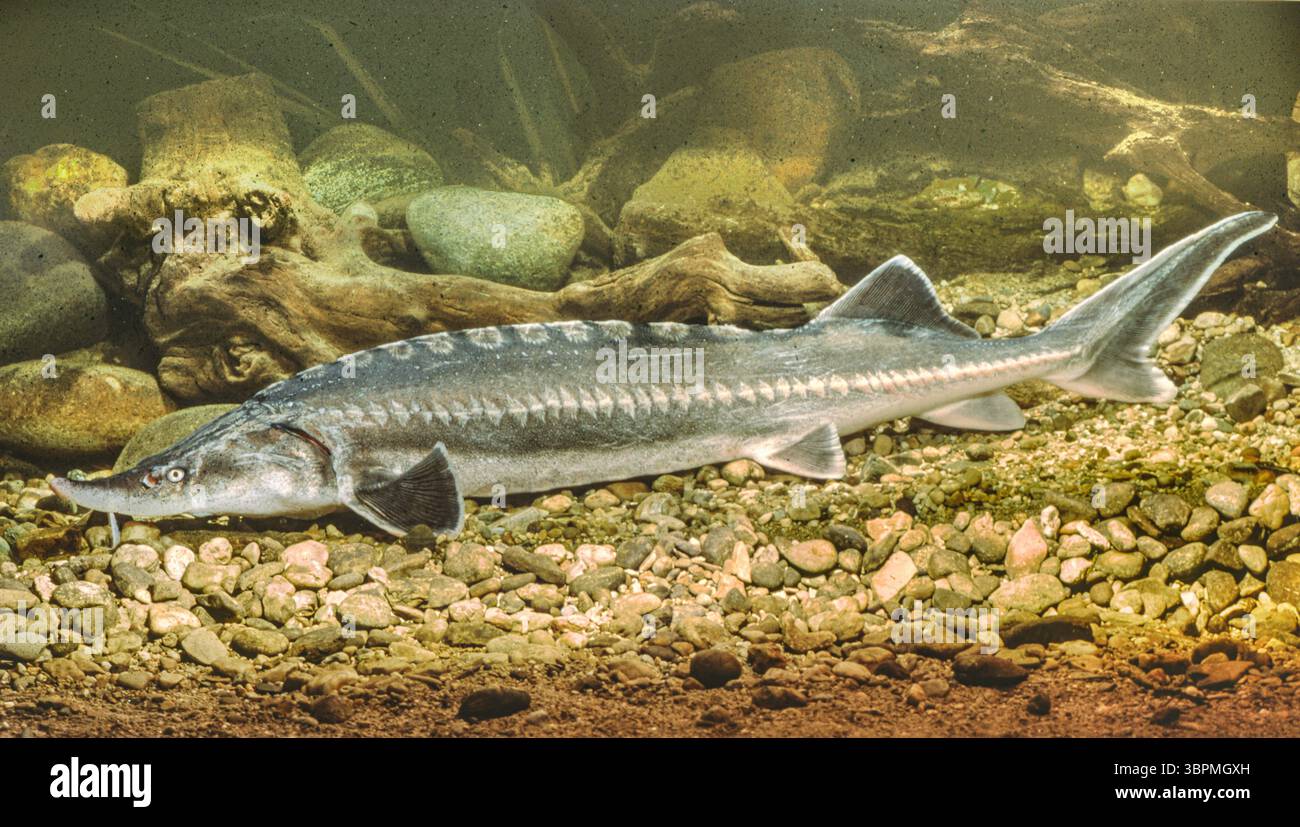 Great sturgeon, Volga sturgeon, Beluga, beluga sturgeon, great sturgeon ...