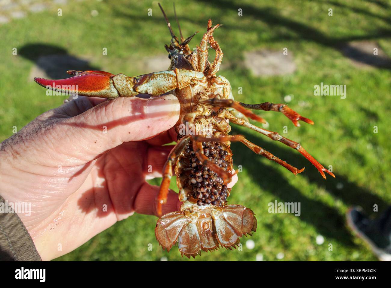 signal crayfish (Pacifastacus leniusculus), female, with eggs ...