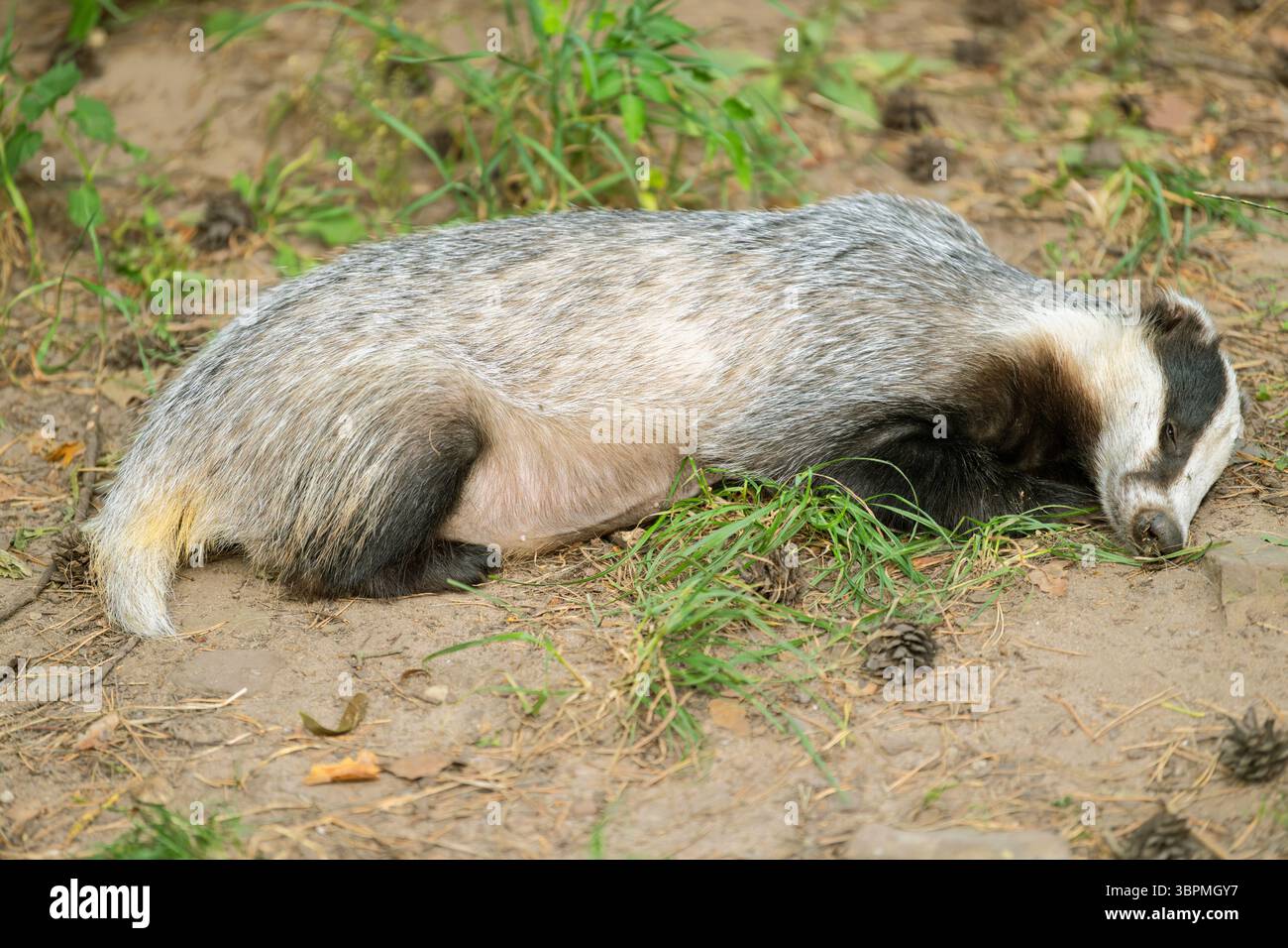 Dead black badger lying on hi-res stock photography and images - Alamy