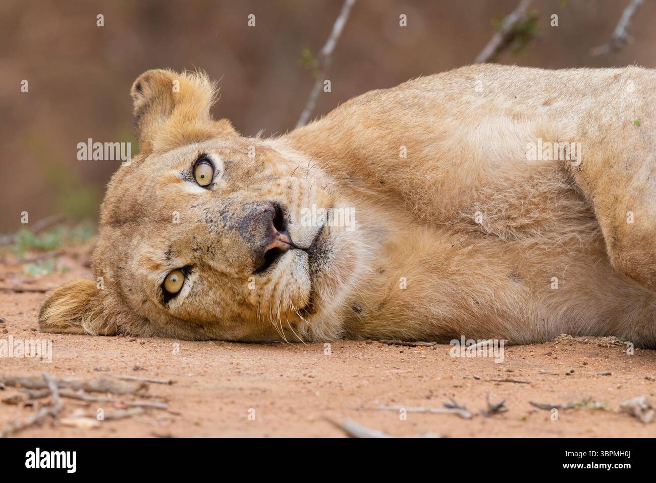 Cape lion (Panthera leo melanochaita, Panthera melanochaita), close-up of a lioness at rest ...