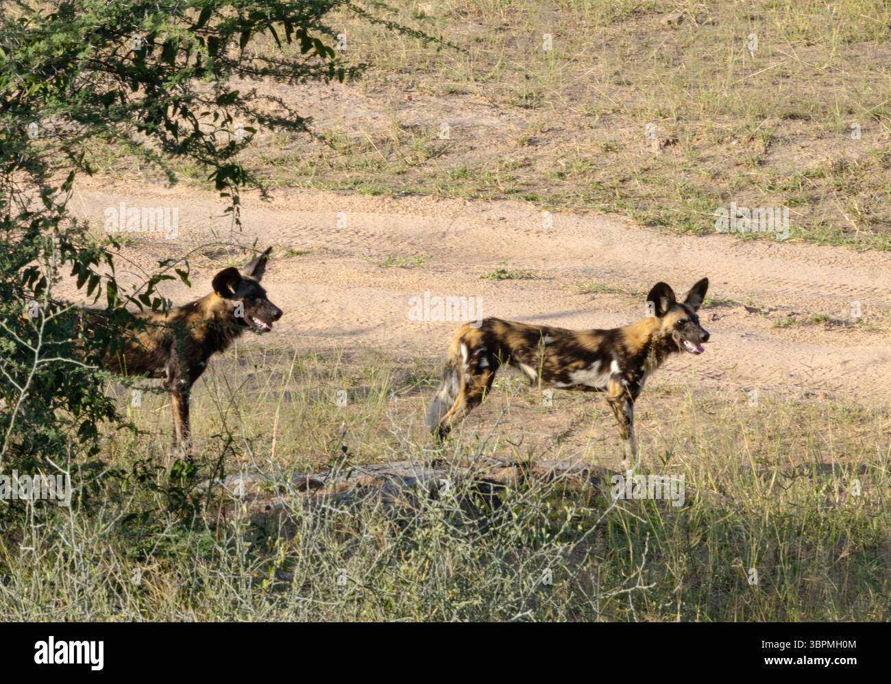 Once Africa's most successful and widespread predator it is now one of ...