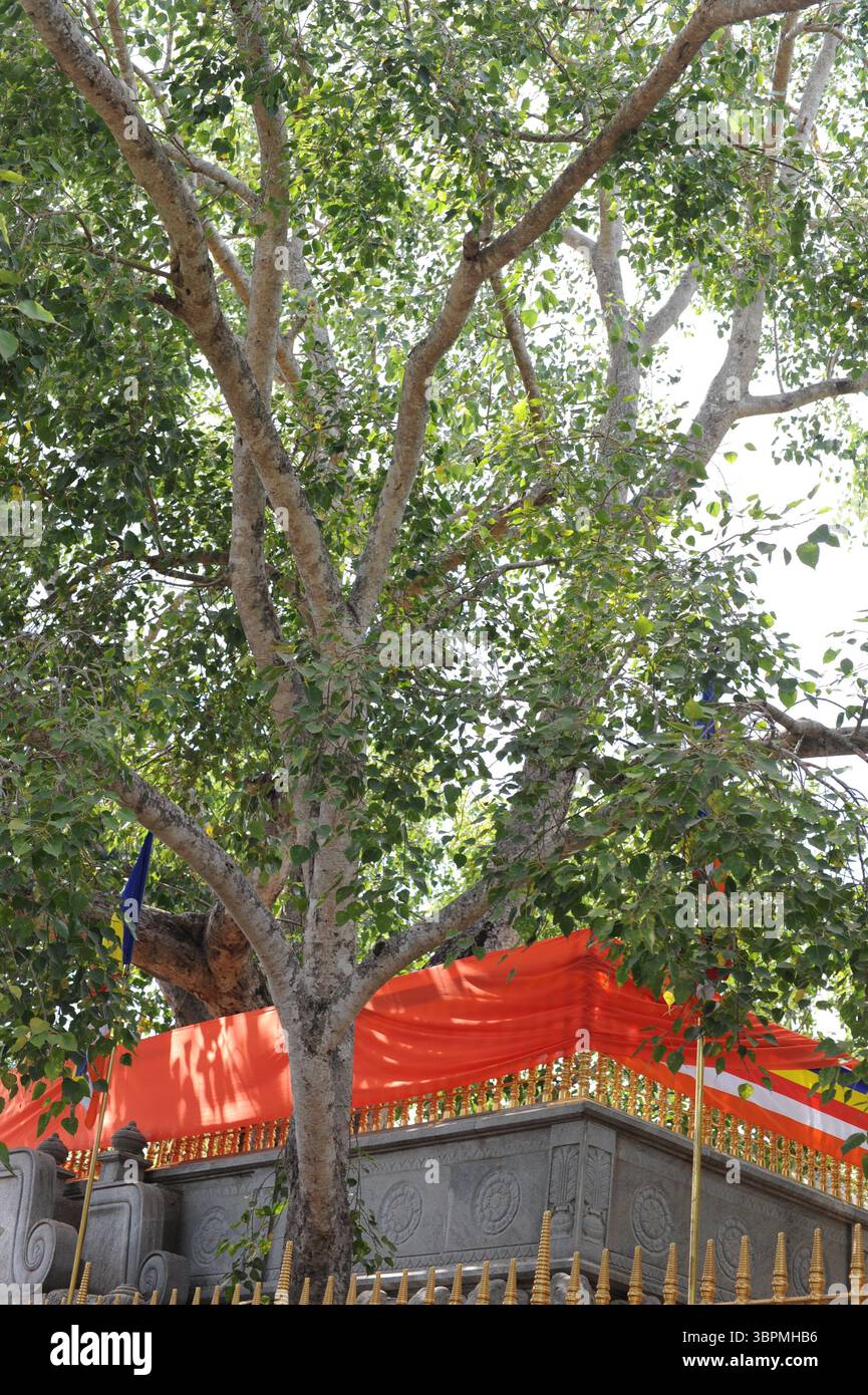 Jaya Sri Maha Bodhi - sacred bo tree (Ficus religiosa) in the ...