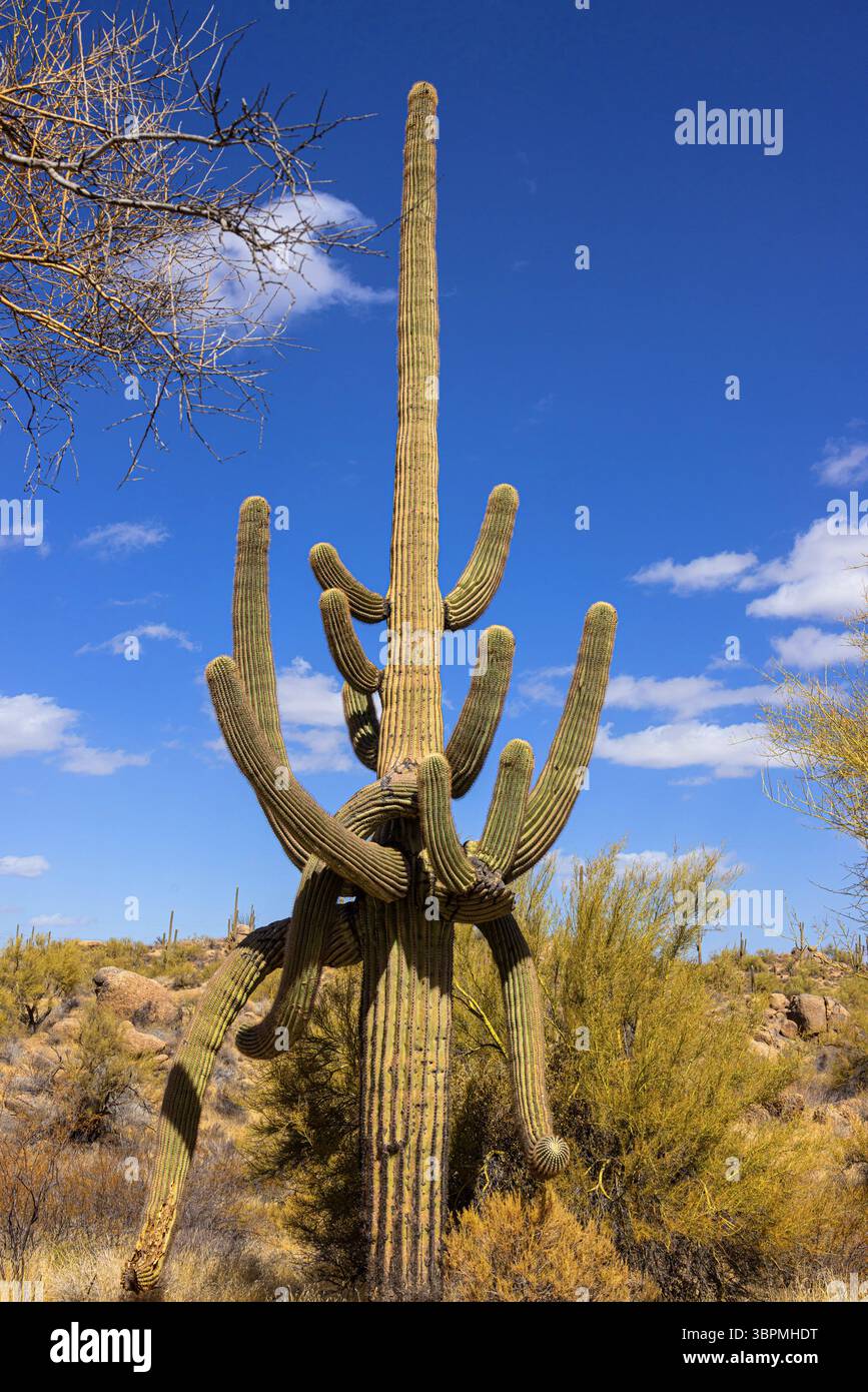saguaro cactus (Carnegiea gigantea, Cereus giganteus), over one hundred ...