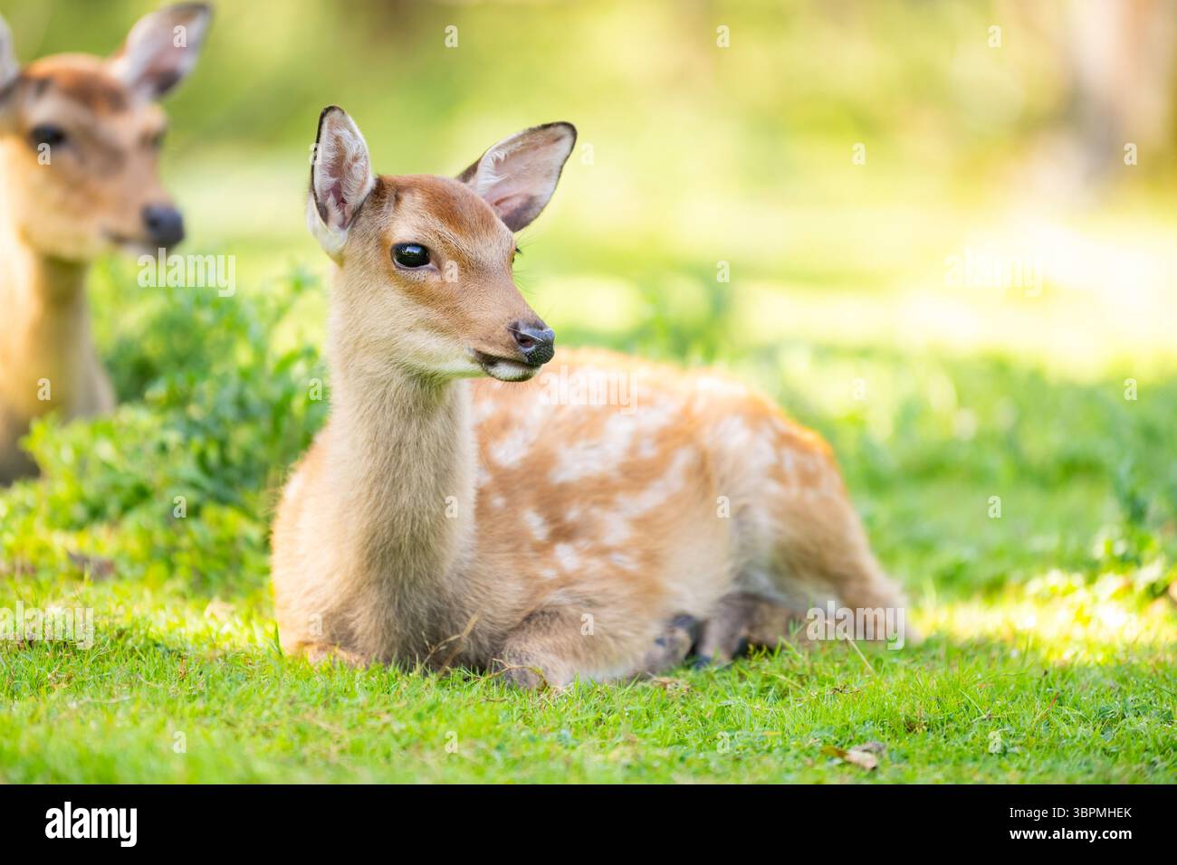 Beautiful deer cervus nippon lies hi-res stock photography and images ...
