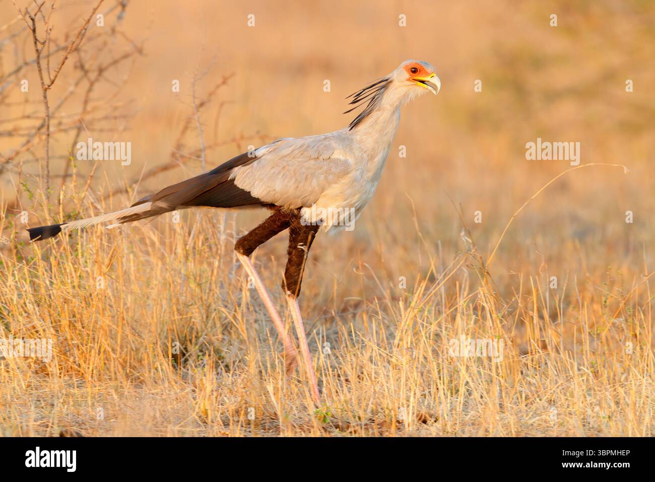 secretary bird, Sagittarius serpentarius (Sagittarius serpentarius ...