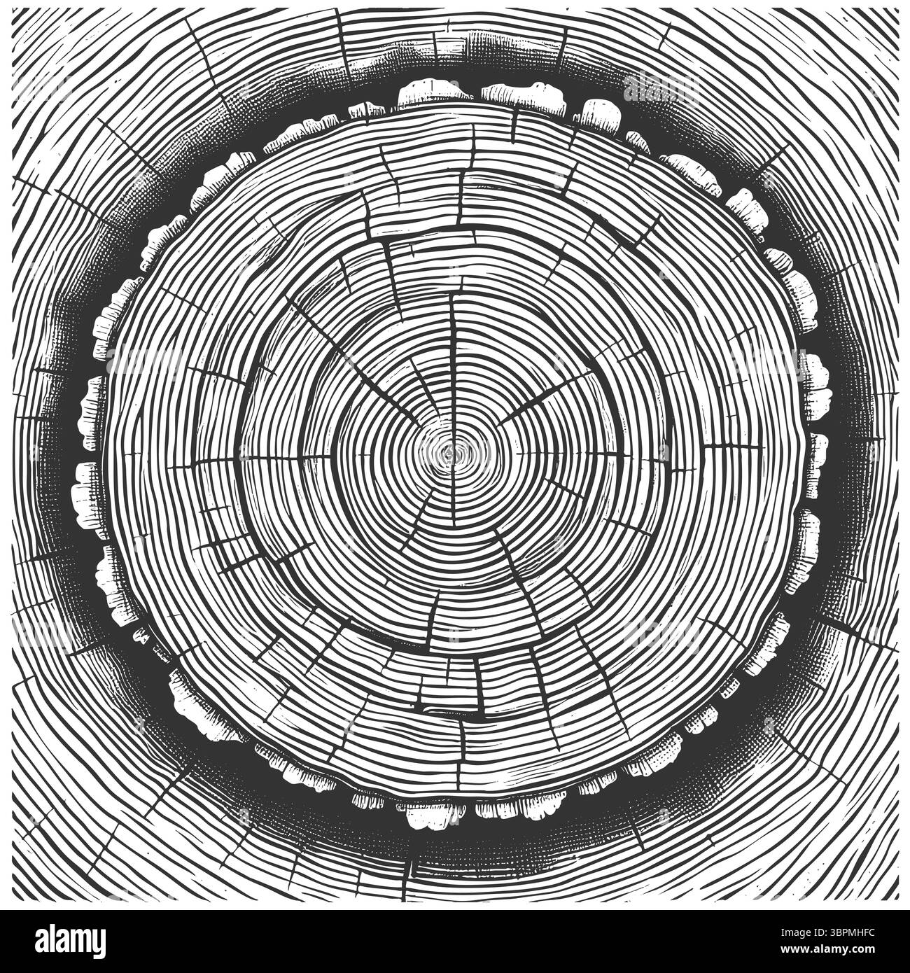 Tree Trunk Cross Section with Growth Rings vector Stock Vector Image ...
