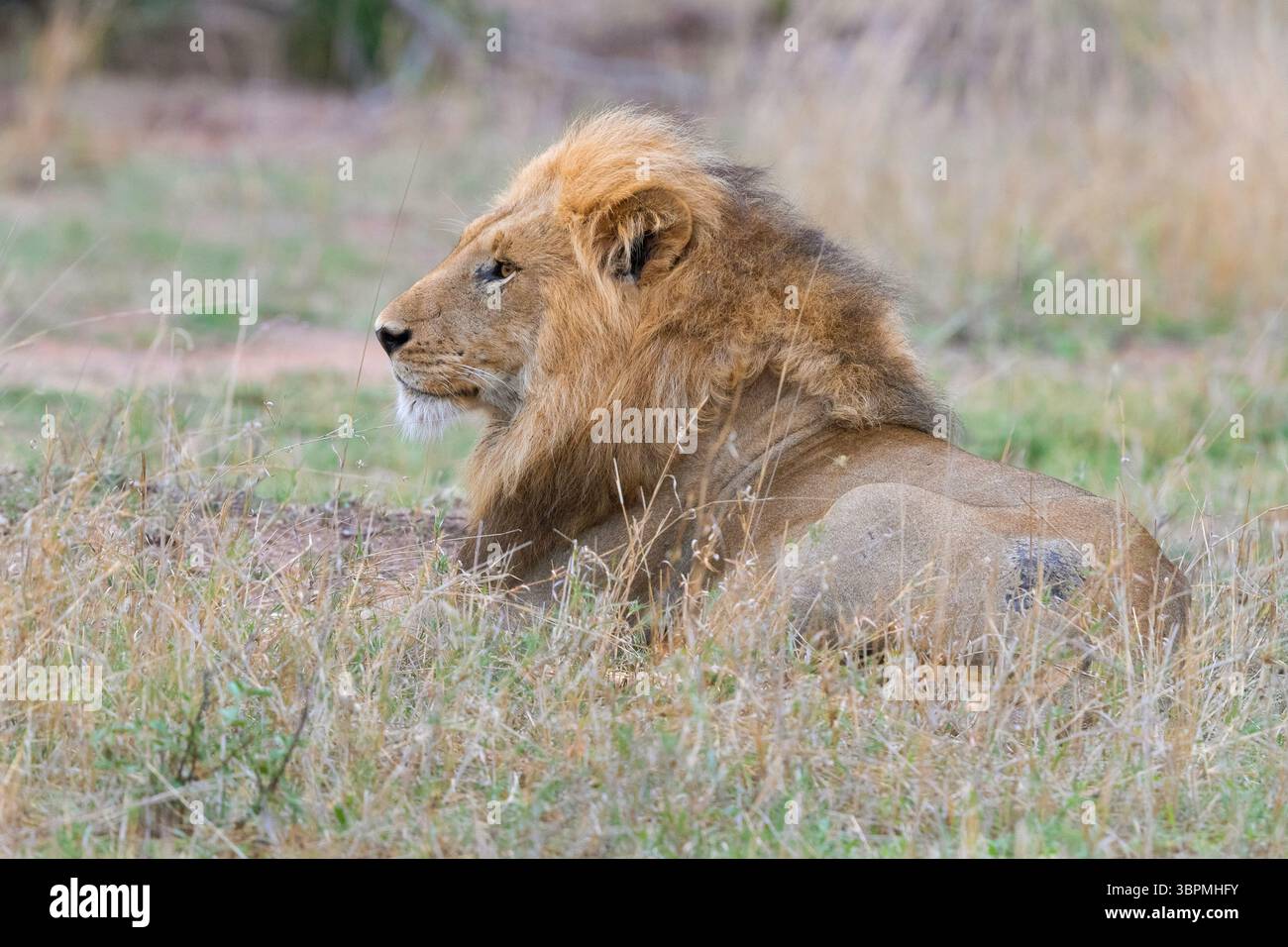 Cape lion (Panthera leo melanochaita, Panthera melanochaita), adult ...