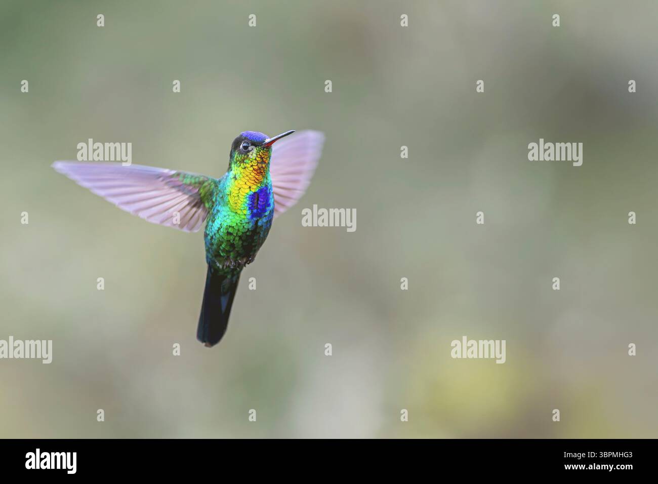 Fiery throated hummingbird, Fiery-throated hummingbird, Fire-throated ...