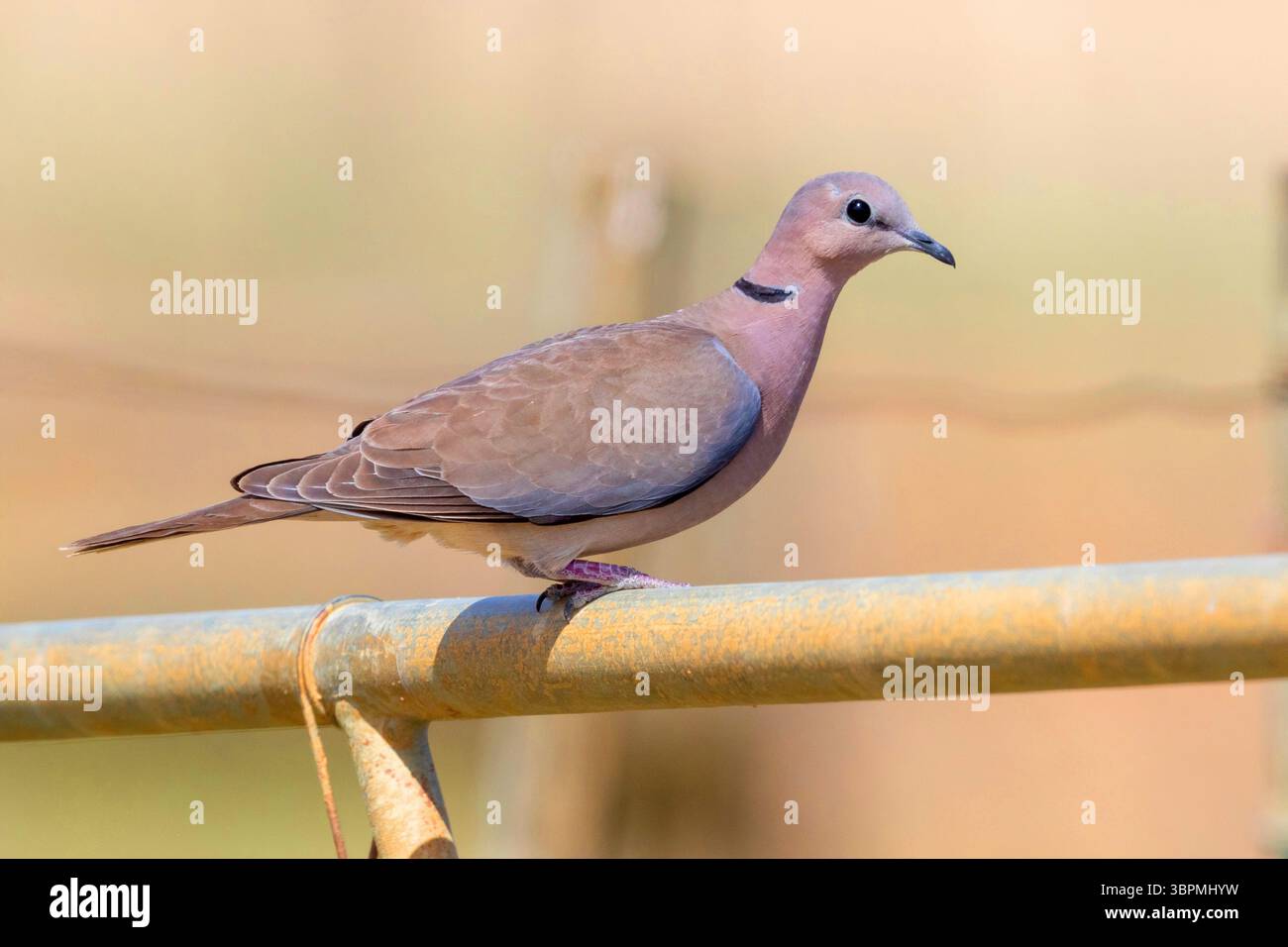 Ring-necked dove, Cape turtle dove, Half-collared dove (Streptopelia ...