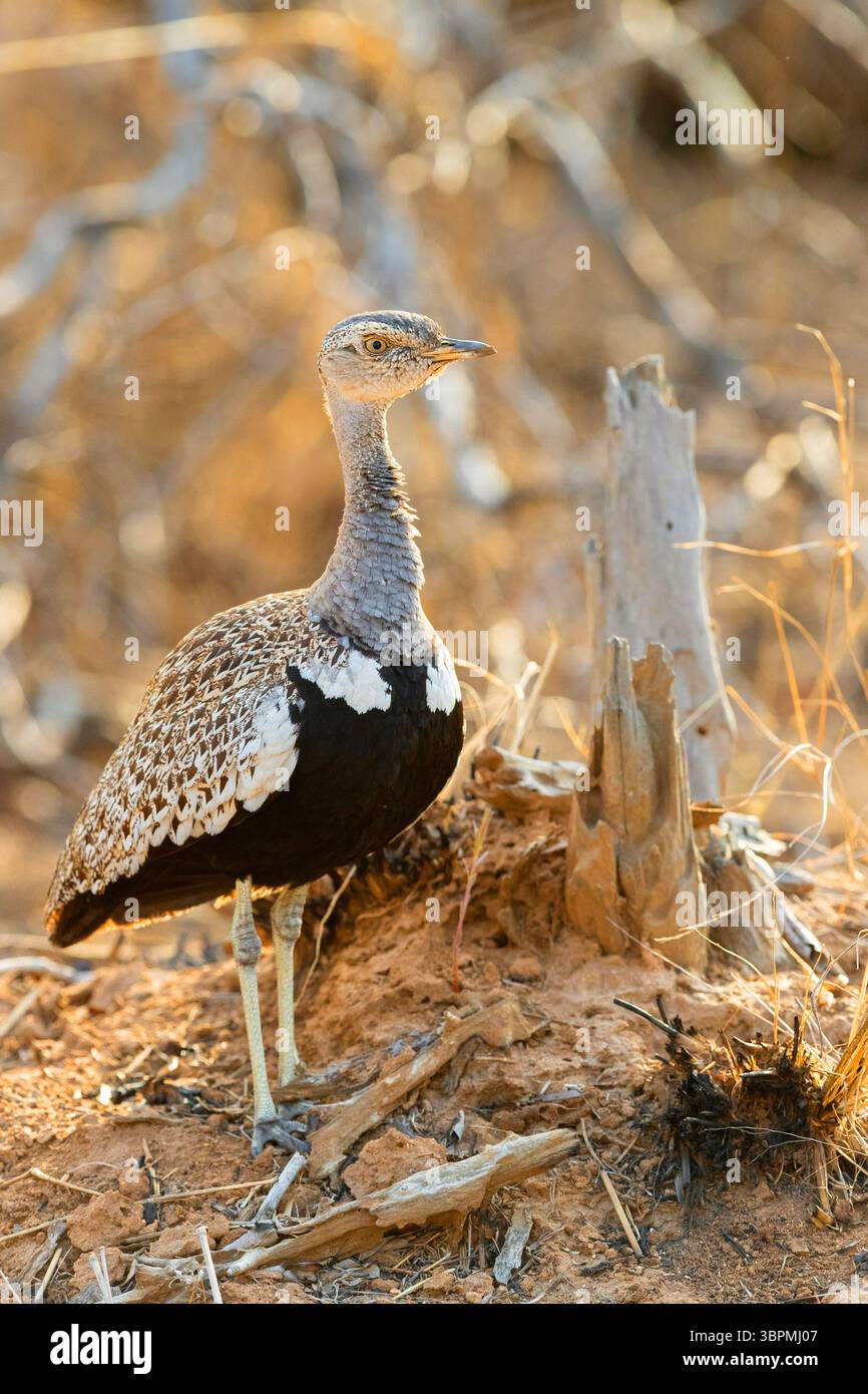 Perching korhaan hi-res stock photography and images - Alamy