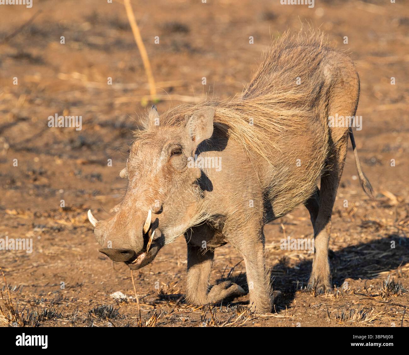 Southern warthog (Phacochoerus africanus sundevallii), front view of an ...