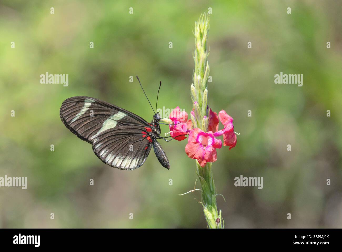Doris butterfly, Doris longwing, Doris (Heliconius doris), sucks nectar ...