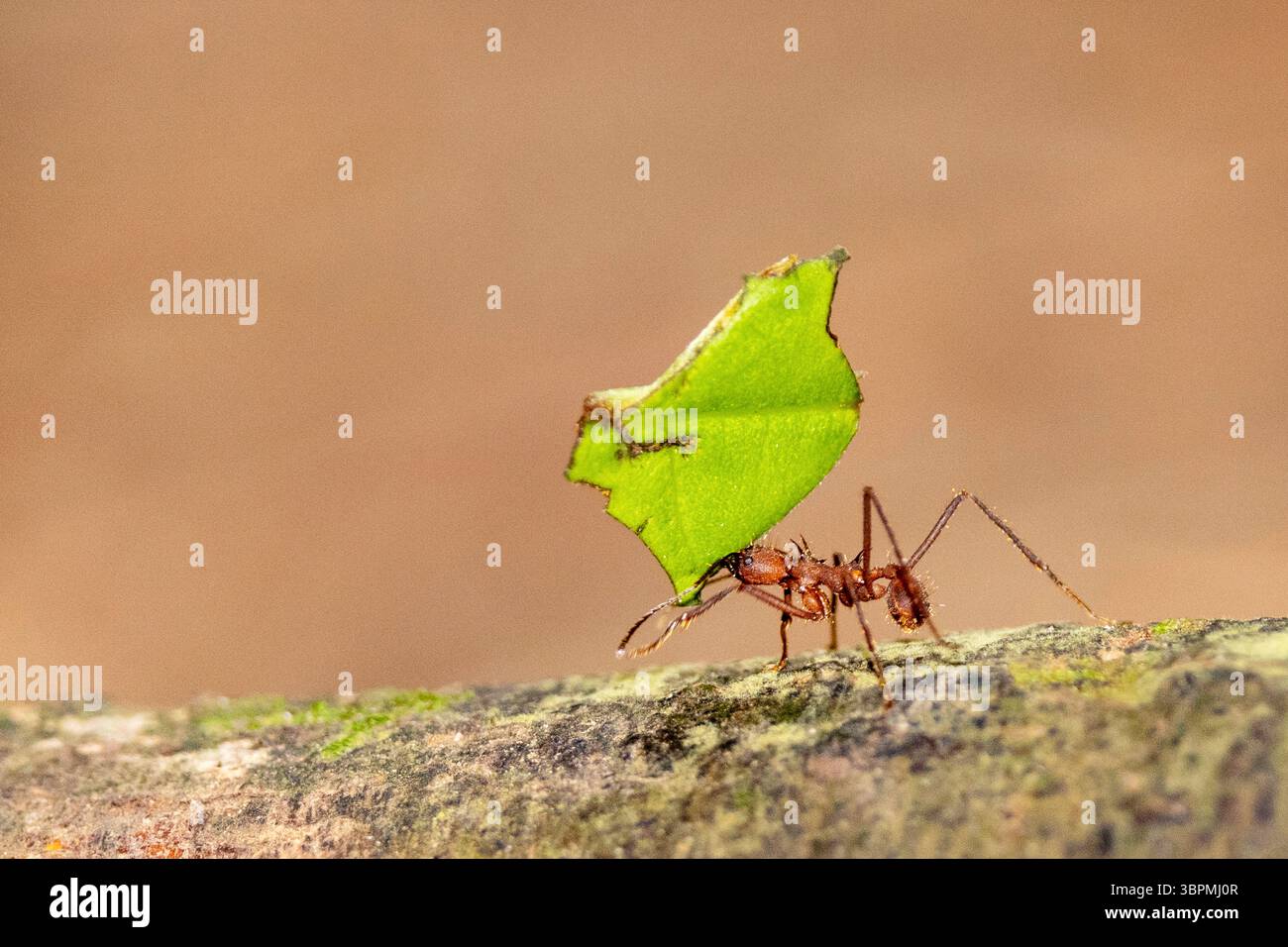 leafcutting ant (Atta cephalotes), carrying a cut-out piece of leaf ...