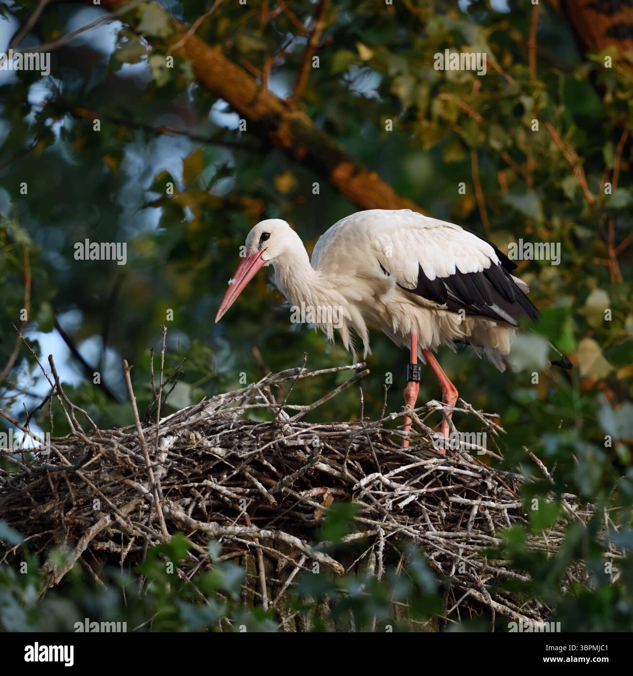 auf dem Storchenhorst... Weißstorch Ciconia ciconia , adult, baut im ...