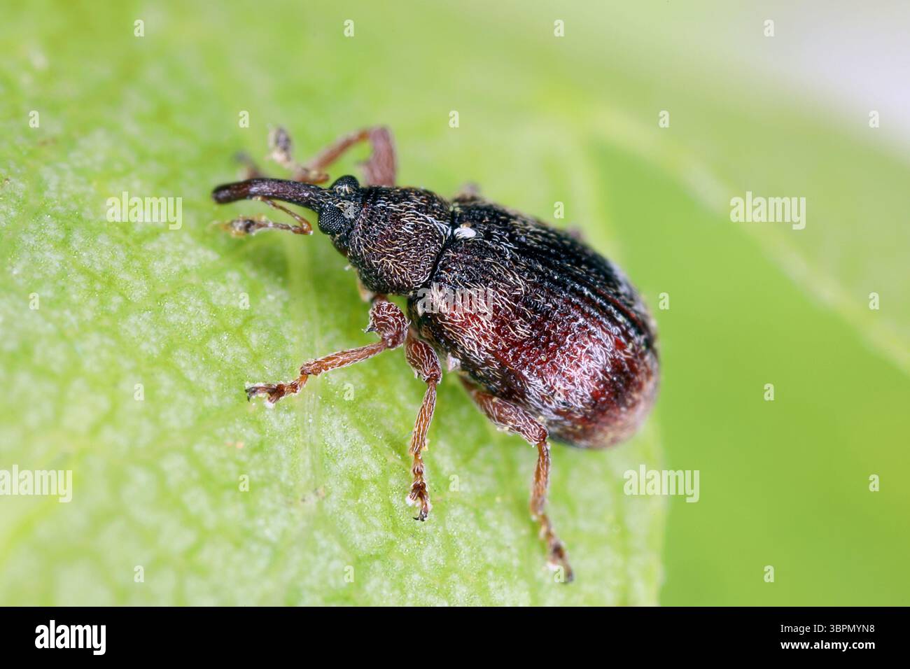 Anthonomus conspersus, a beetle of the weevils family (Curculionidae ...