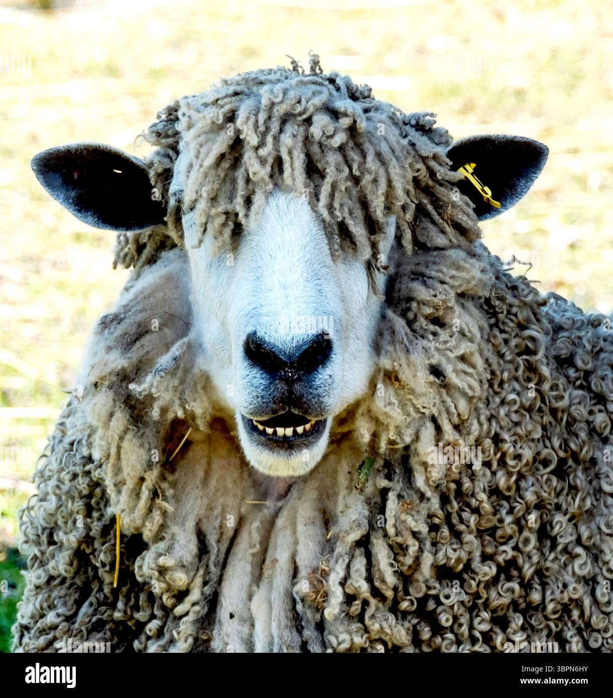 Longwool hi-res stock photography and images - Alamy