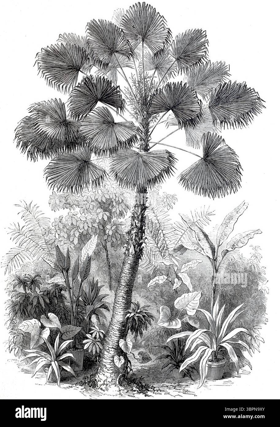Latan tree is a species of palm, West Indian palm tree, digitally ...