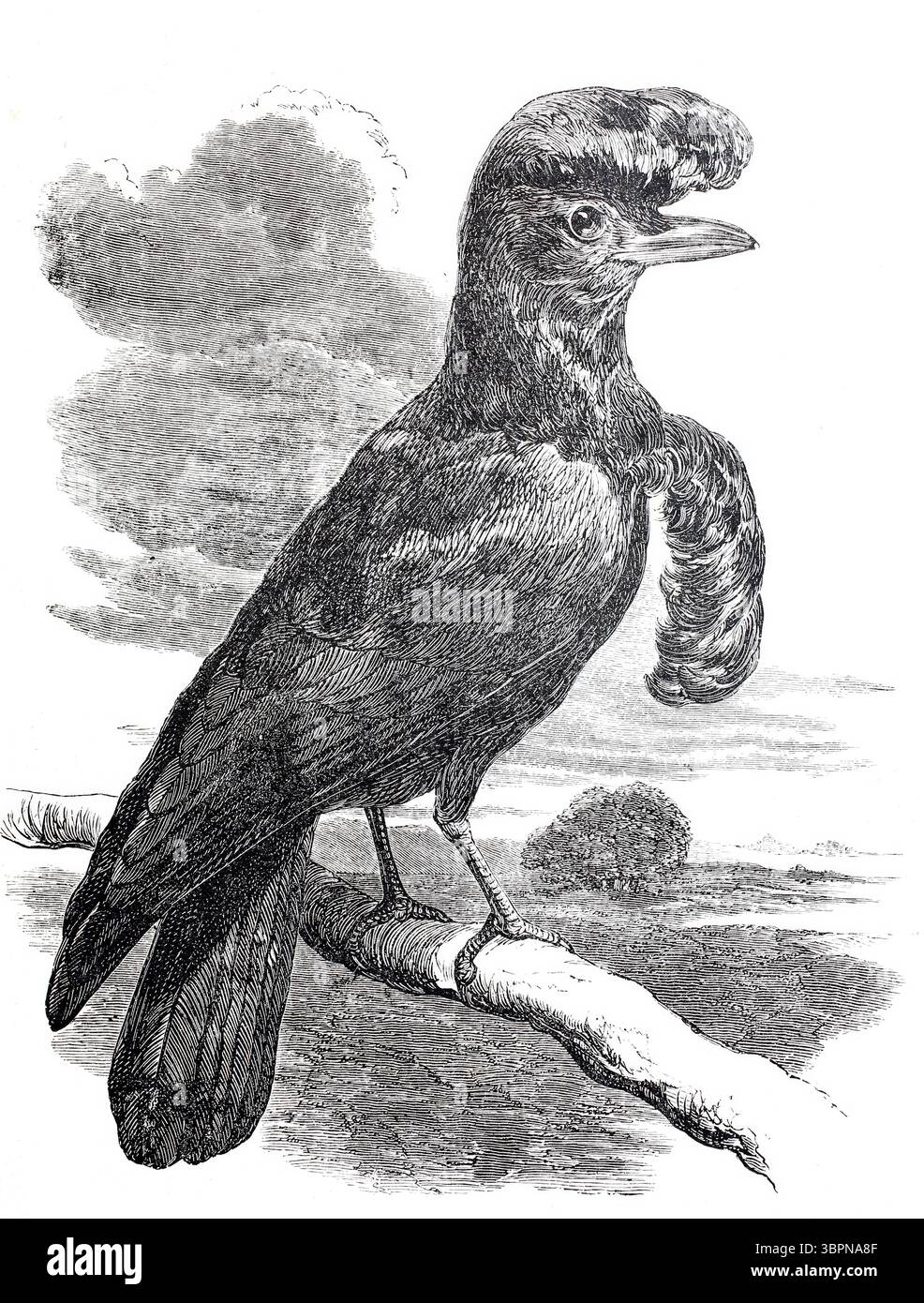 Contemporary bird artwork Cut Out Stock Images & Pictures - Alamy