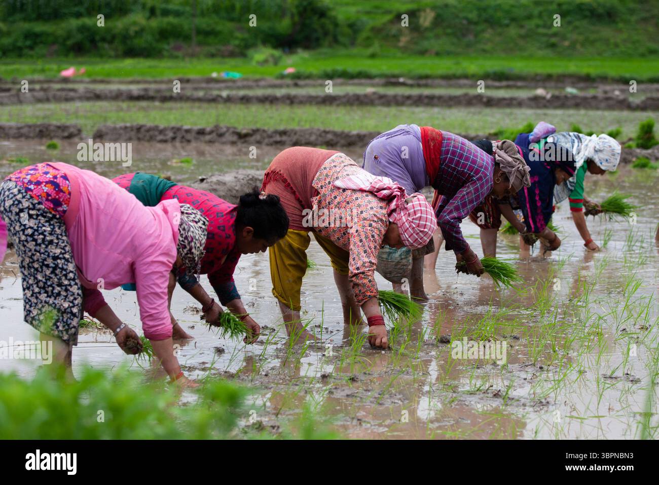 June 29, 2020, Kathmandu, 2, Nepal: Nepalese farmers plant rice ...