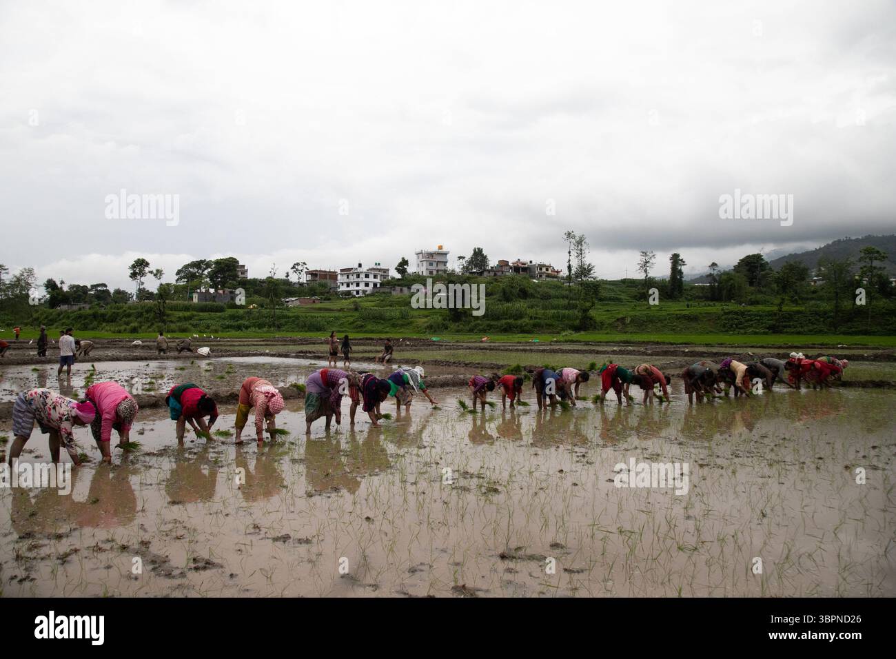June 29, 2020, Kathmandu, Nepal: Nepalese farmers plant rice seedlings ...