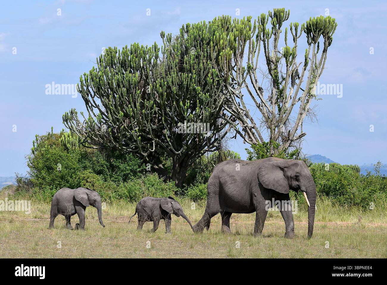 African elephants (Loxodonta africana) walking in line through savanna ...