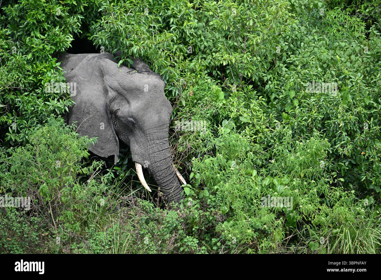 African elephant partially hidden in dense green vegetation, Uganda ...
