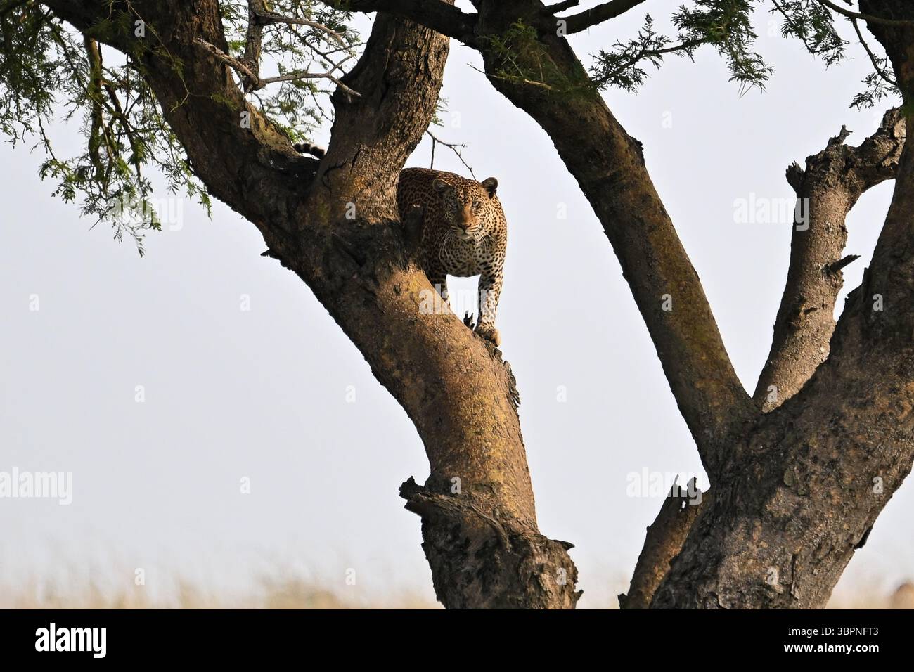 A leopard on a tree branch in the savannah, Murchison Falls National ...