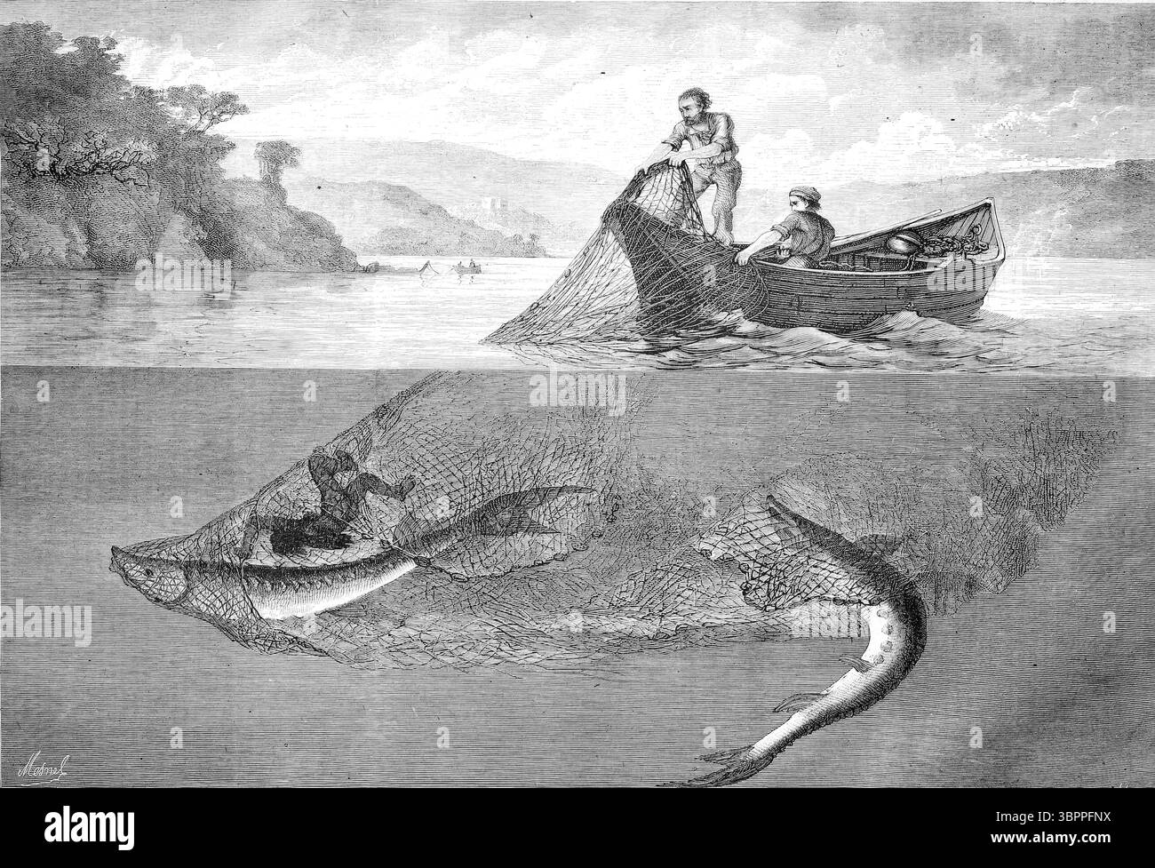 Fisherman catching sturgeon, Atlantic sturgeon, Acipenser oxyrinchus ...