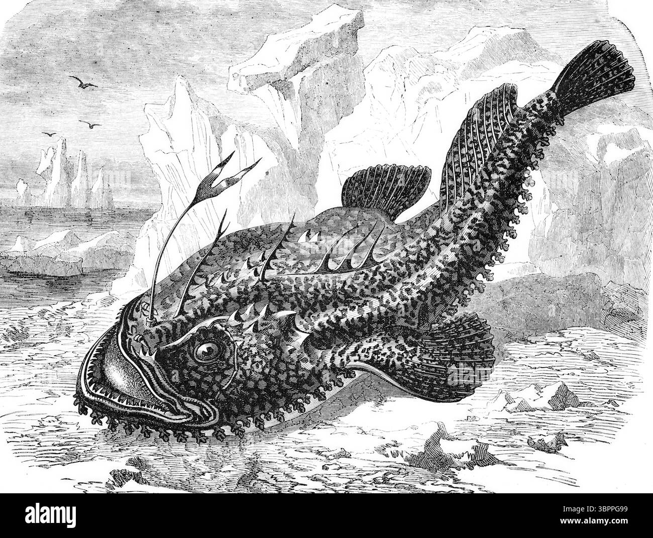 Lophius piscatorius, anglerfish, also known as the anglerfish or lotte ...
