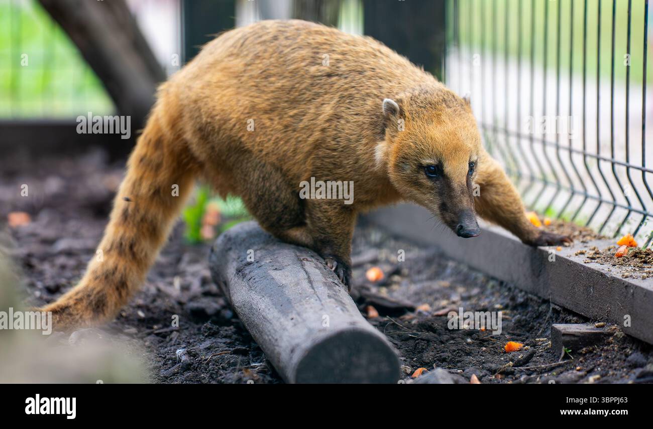 Coati walking inside outdoor zoo enclosure during daytime Stock Photo ...