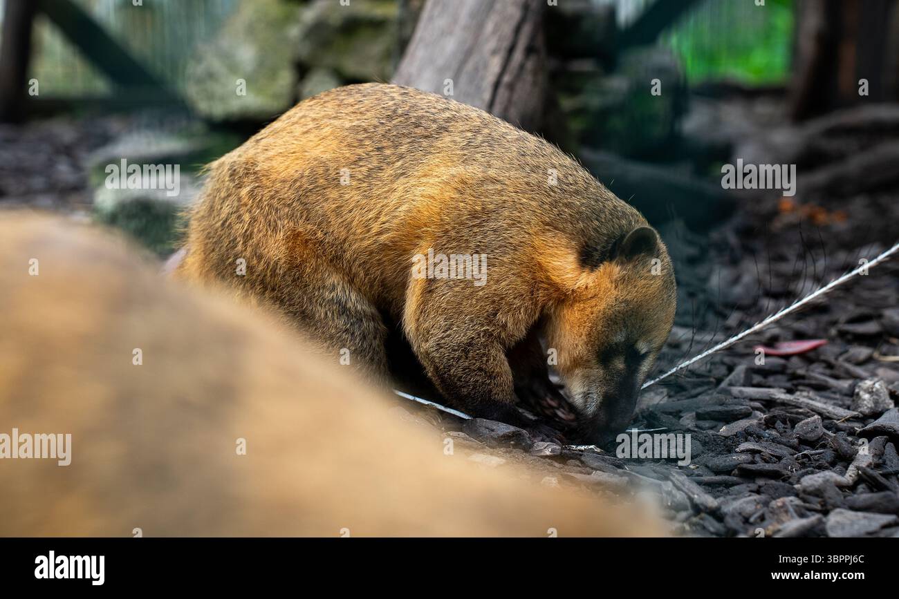 Coati walking inside outdoor zoo enclosure during daytime Stock Photo ...