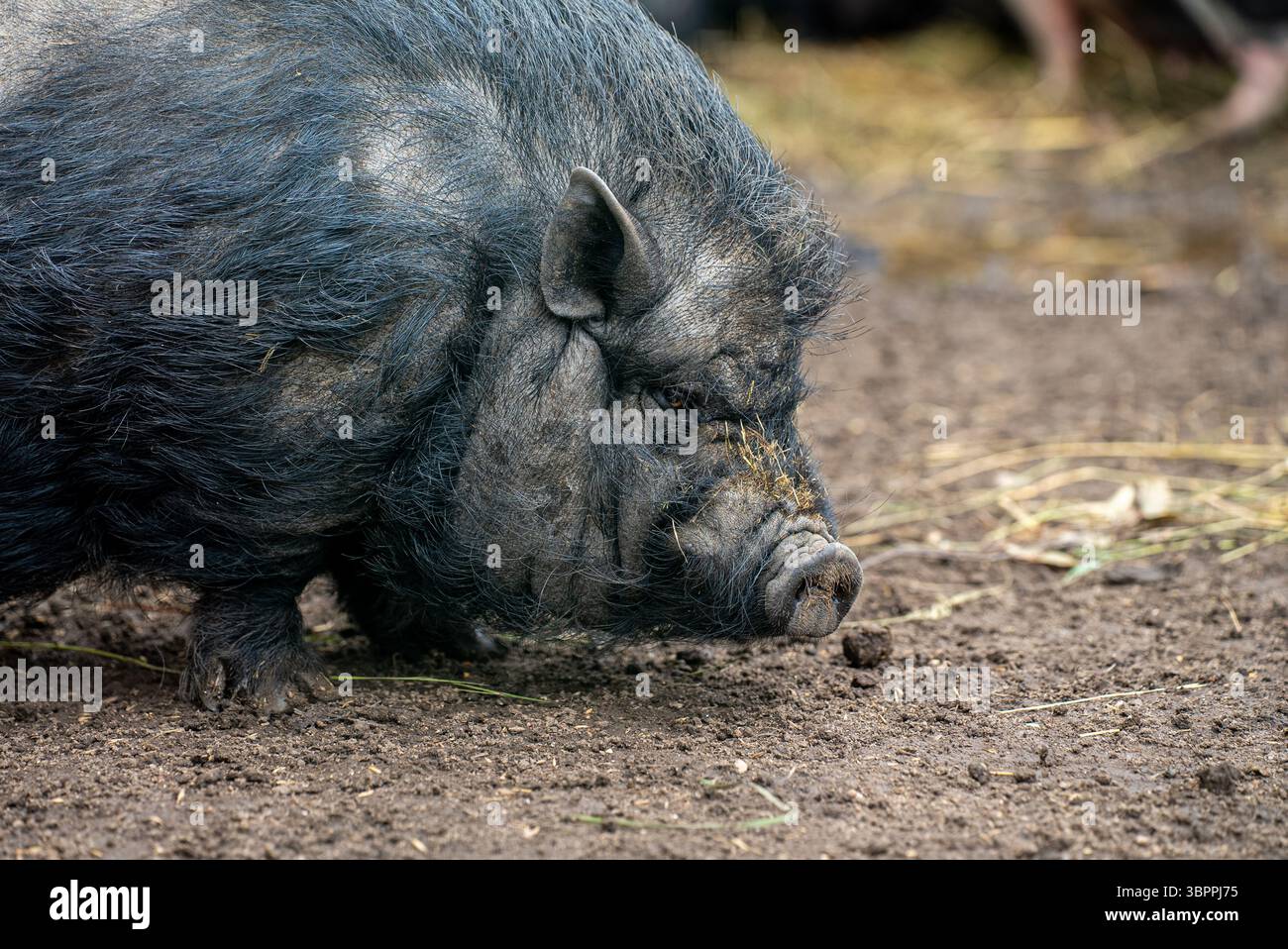 Large pig standing on hi-res stock photography and images - Alamy