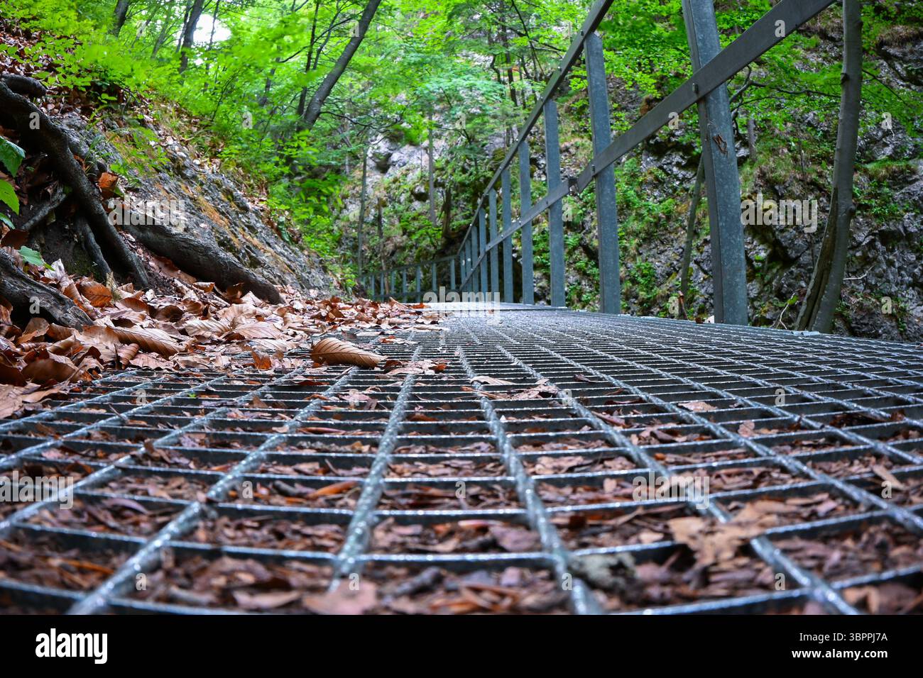Elevated metal walkway winding through a vibrant green forest, offering ...