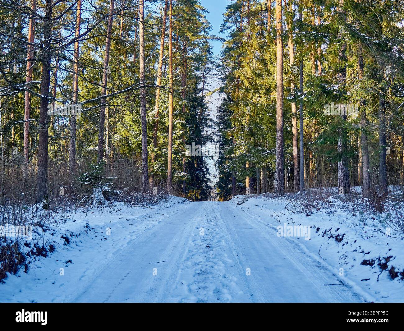 Tranquil forest path covered hi-res stock photography and images - Alamy