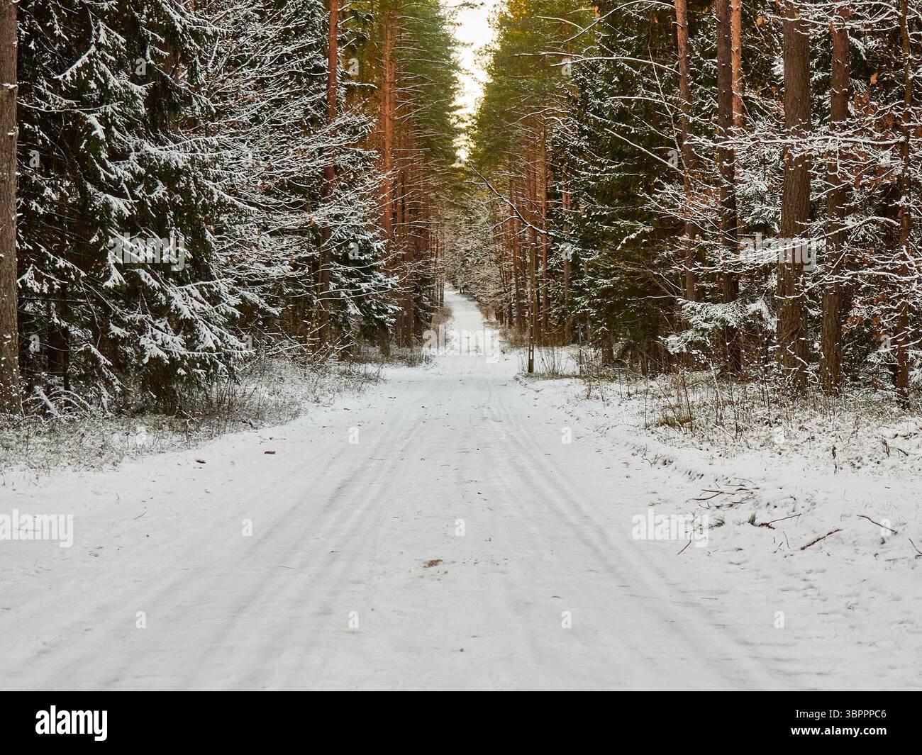 Pine forest long empty hi-res stock photography and images - Alamy
