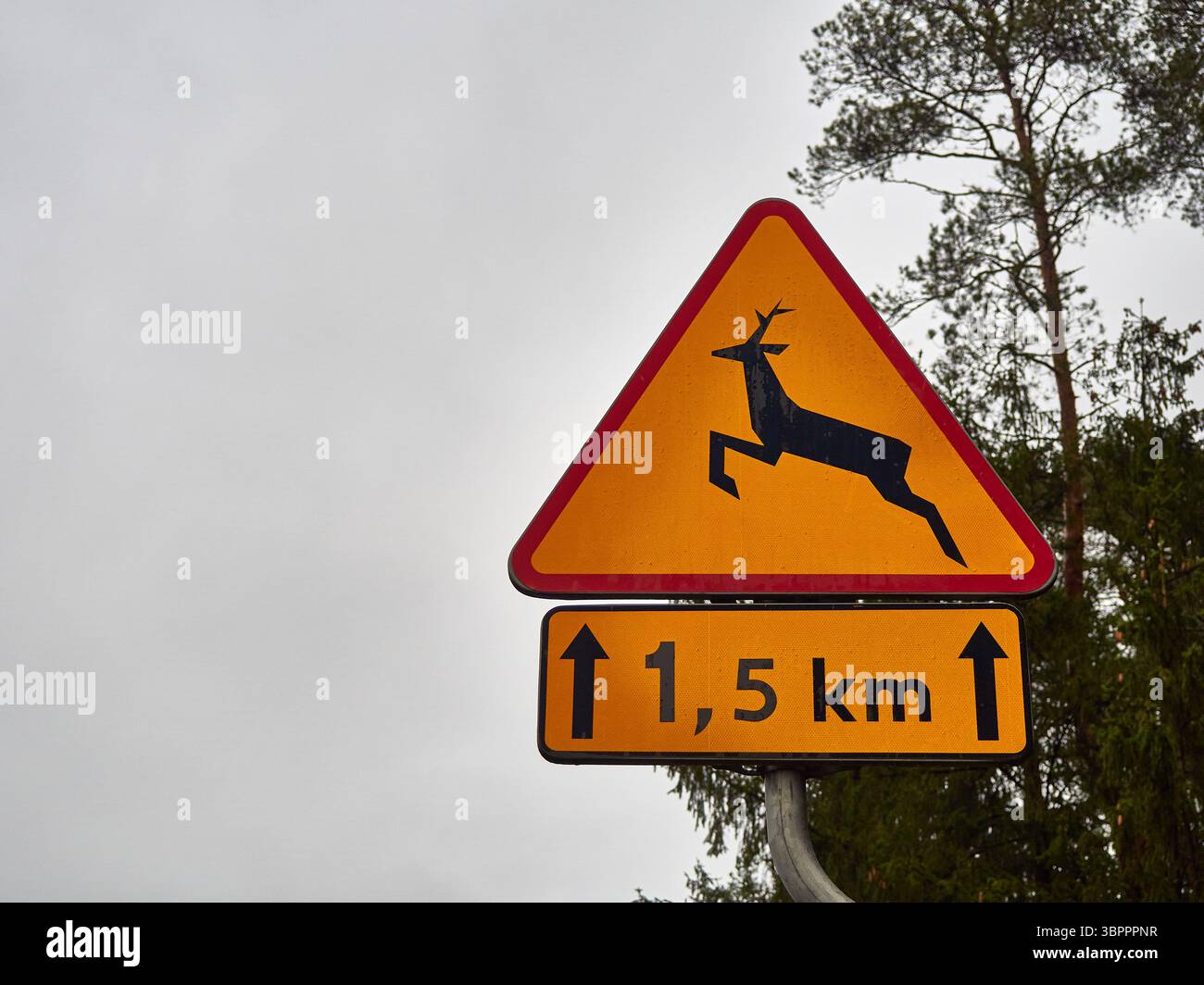 Deer Crossing Warning Road Sign Stock Photo - Alamy