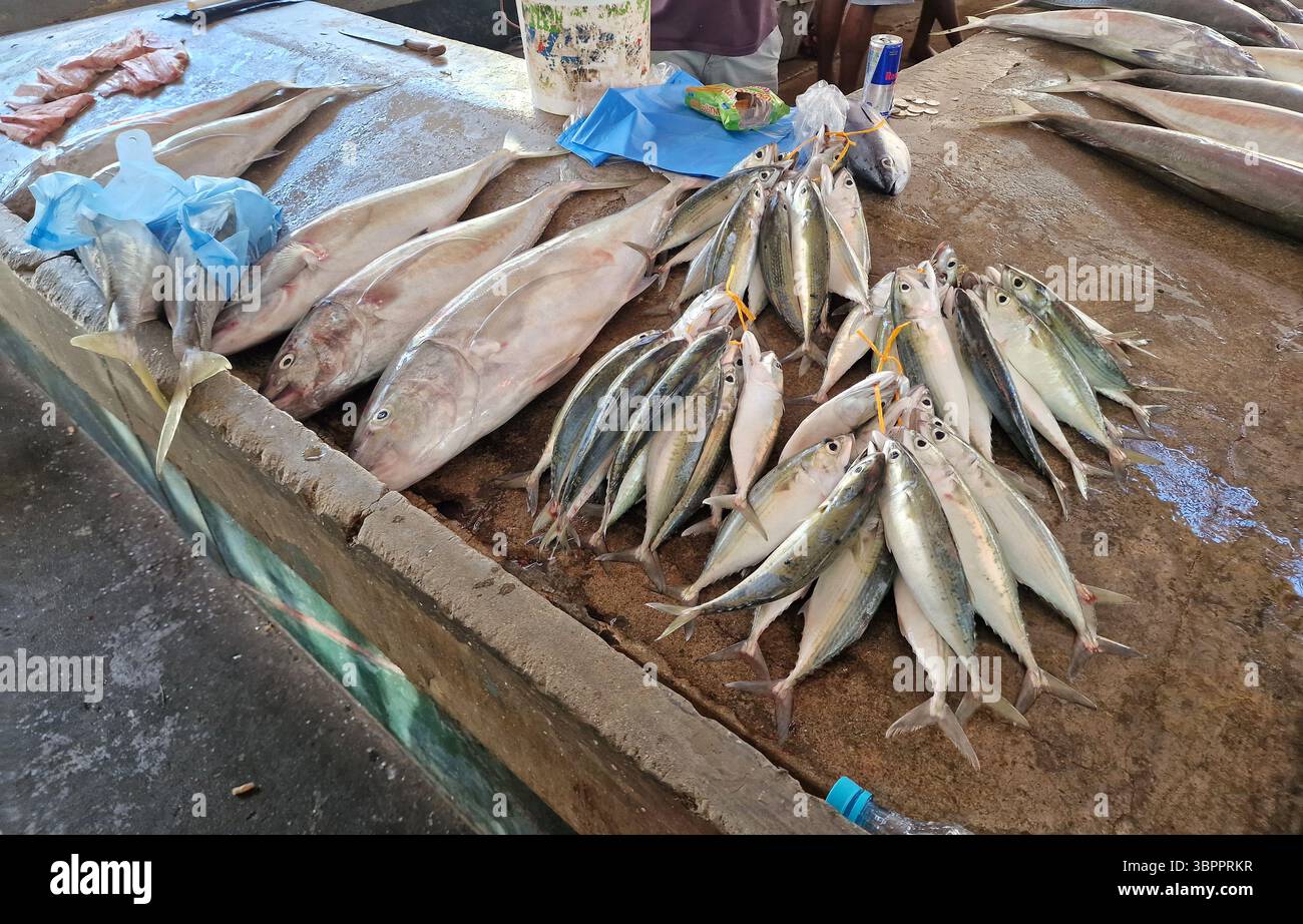 Fresh Indian Ocean fishes at the town market, a range of daily catch ...