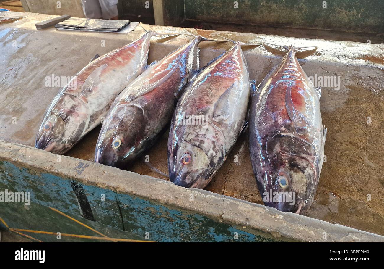 Fresh Indian Ocean fishes at the town market, a range of daily catch ...
