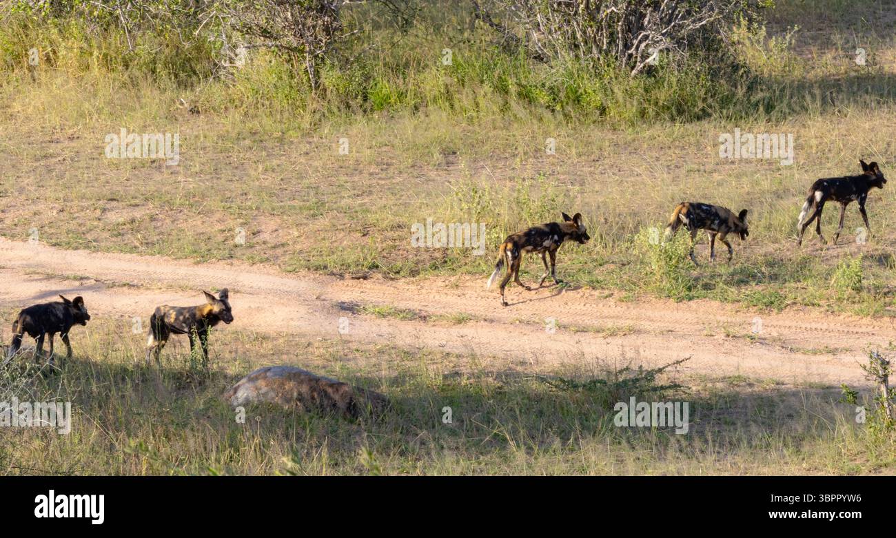 Once Africa's most successful and widespread predator the Wild Dog is ...