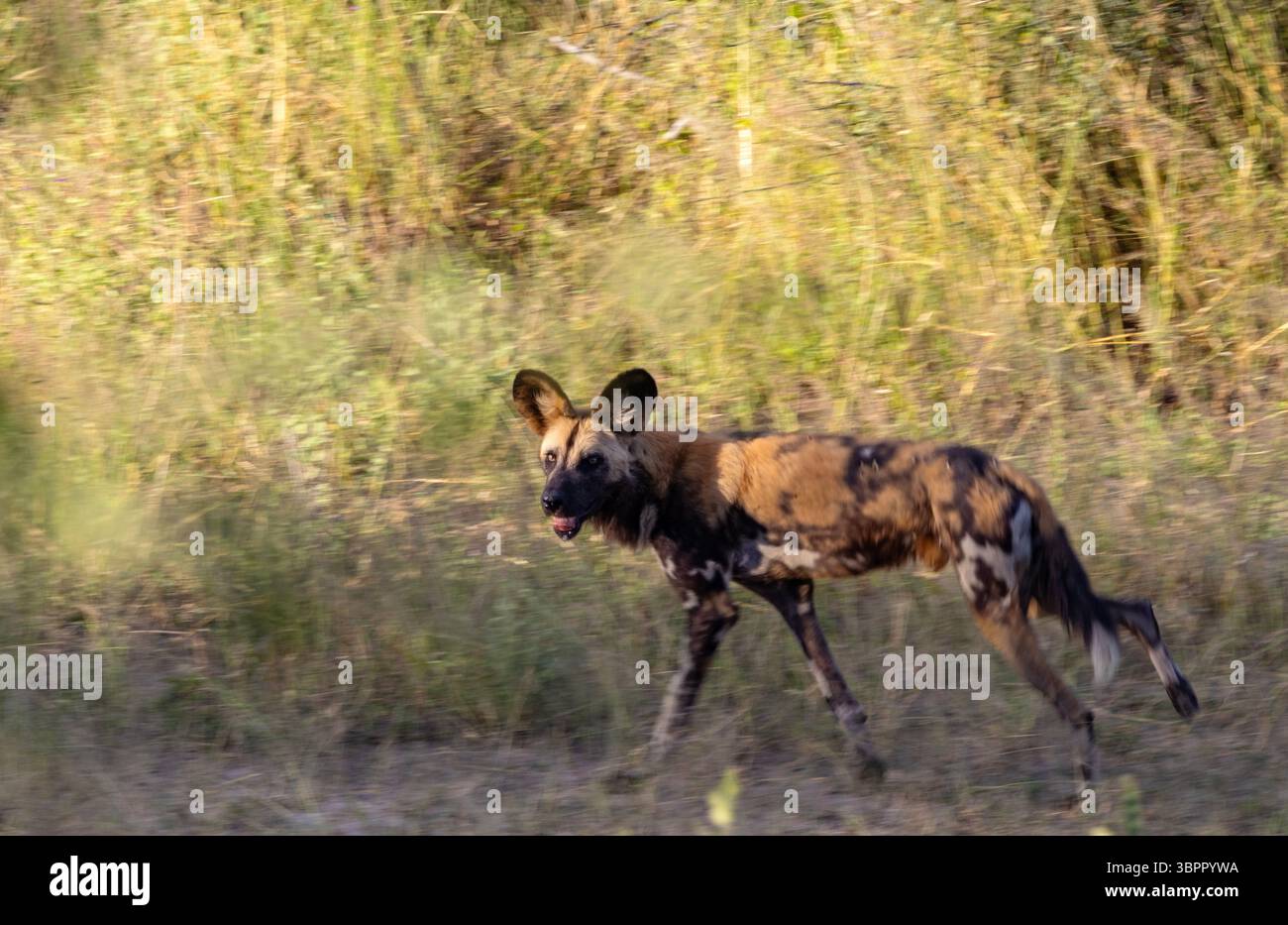 Once Africa's most successful and widespread predator the Wild Dog is ...